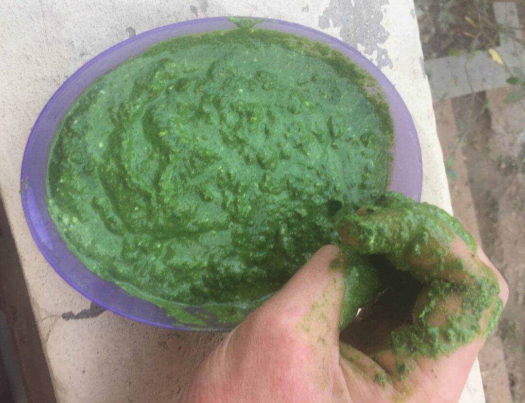 Neem: Benefits & Uses According to Ayurveda | Vital Veda