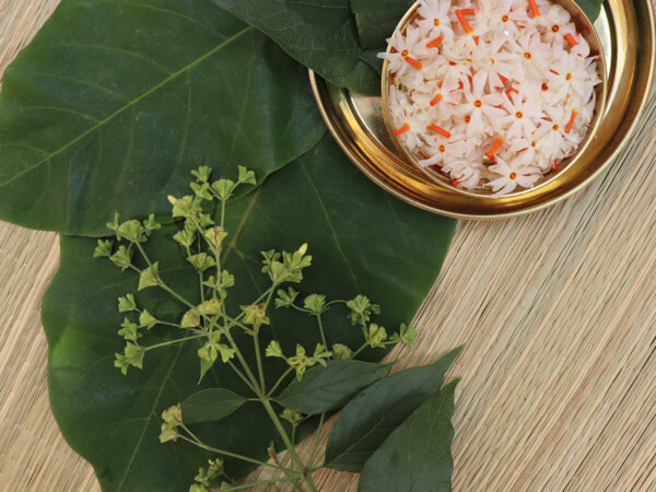 Parijata – The Flower of God | Vital Veda