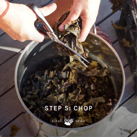 Seaweed Foraging: Australian Golden Kelp | Vital Veda