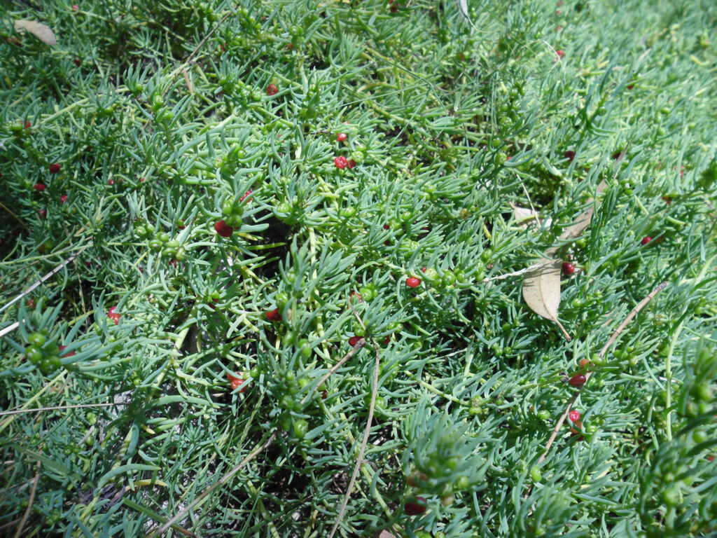 Salt Bush: Salt Grown on Land & In Gardens | Learn | Vital Veda