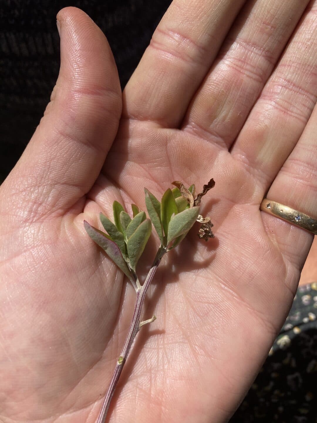 Salt Bush: Salt Grown on Land & In Gardens | Learn | Vital Veda