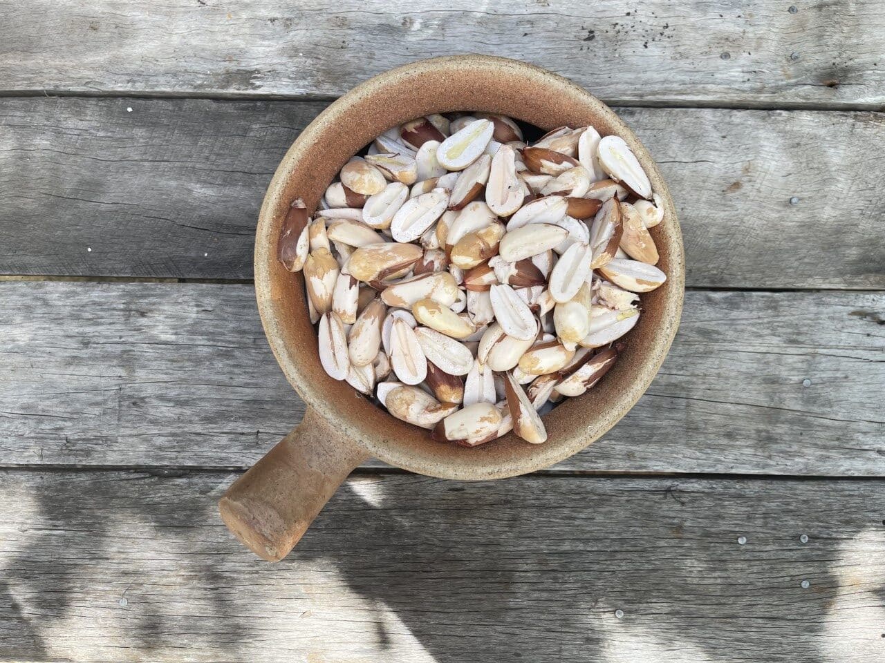 Bunya Nuts: The Native Australian Jurassic Fruits | Vital Veda