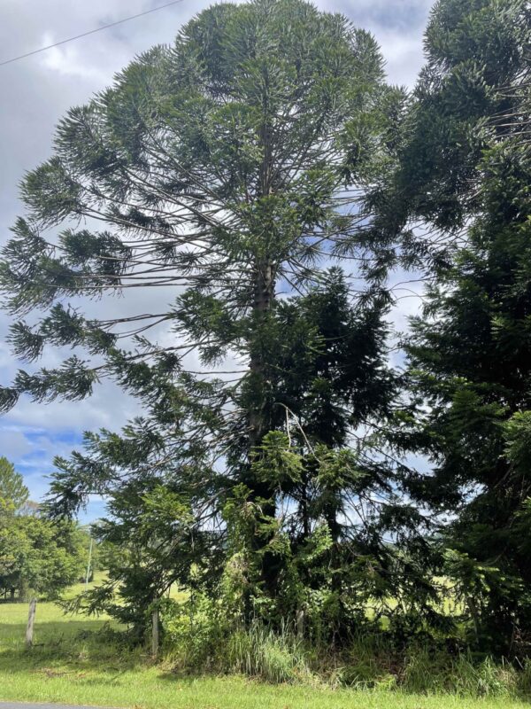 Bunya Nuts: The Native Australian Jurassic Fruits | Vital Veda