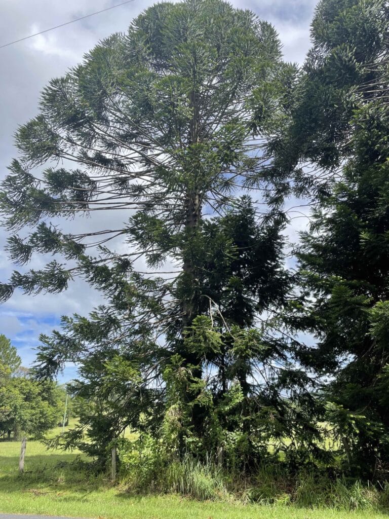 Bunya Nuts: The Native Australian Jurassic Fruits | Vital Veda