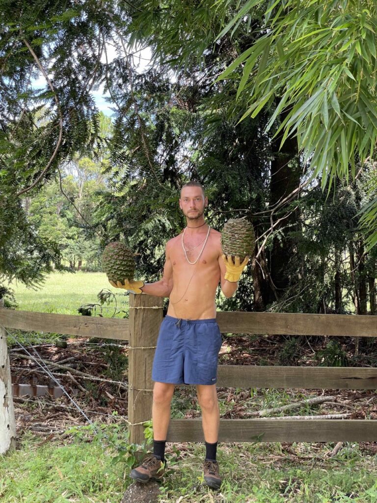 Bunya Nuts: The Native Australian Jurassic Fruits | Vital Veda