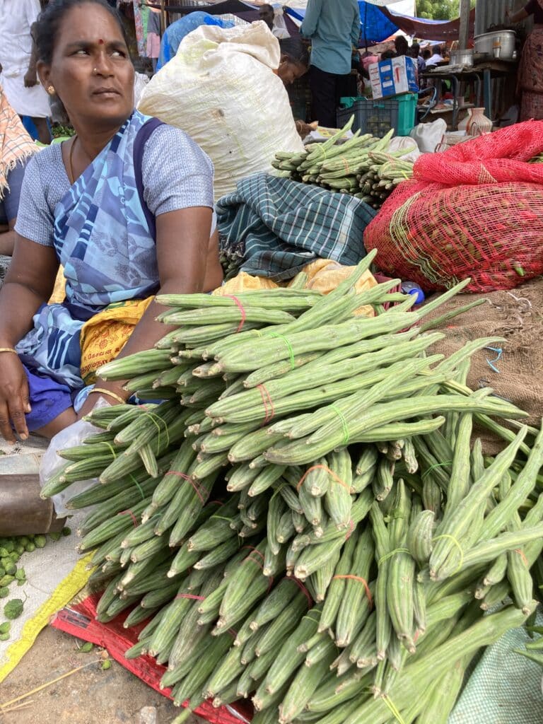 Moringa Oleifera: Benefits & Uses | Vital Veda