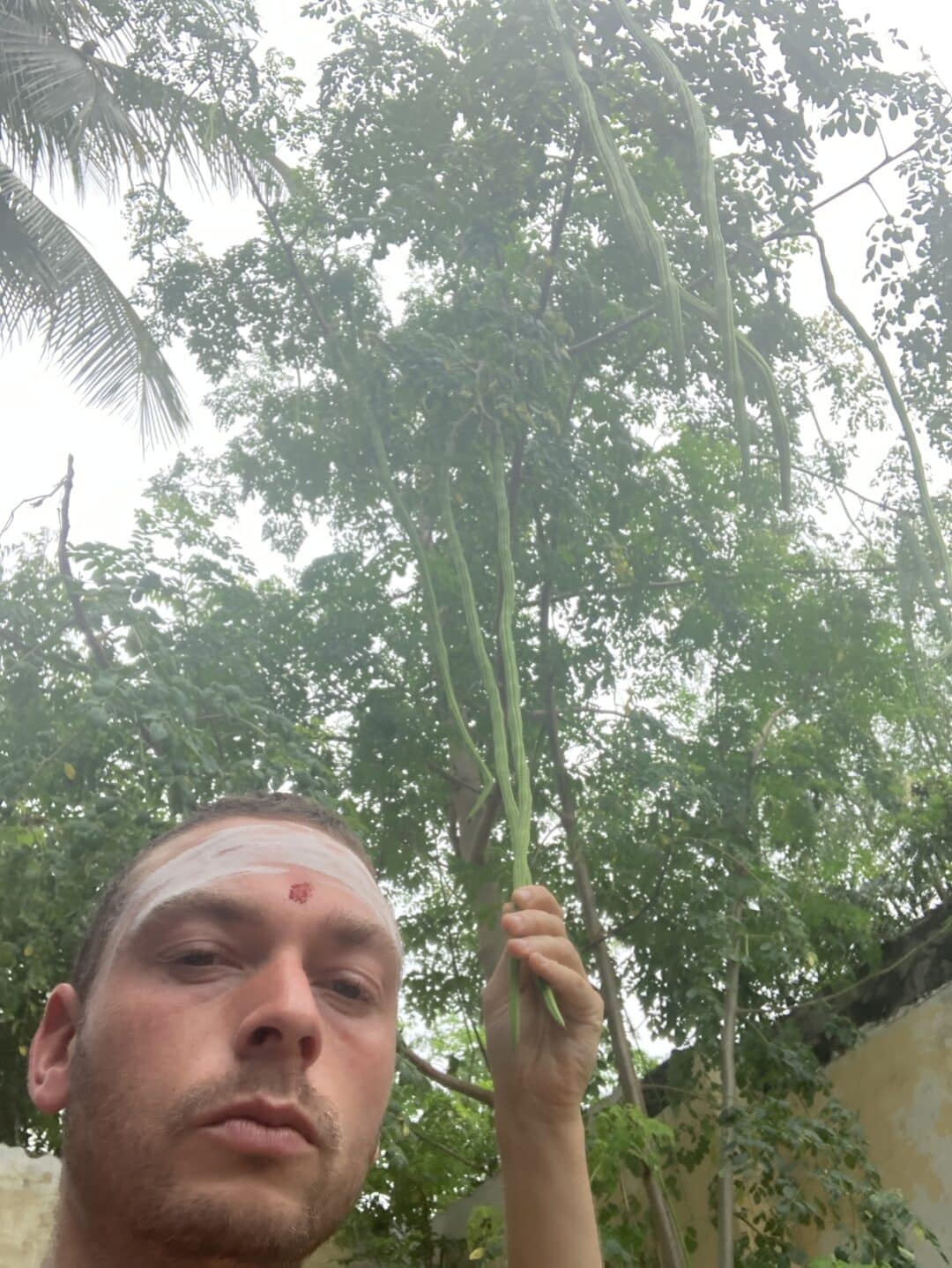 Moringa Oleifera: Benefits & Uses | Vital Veda