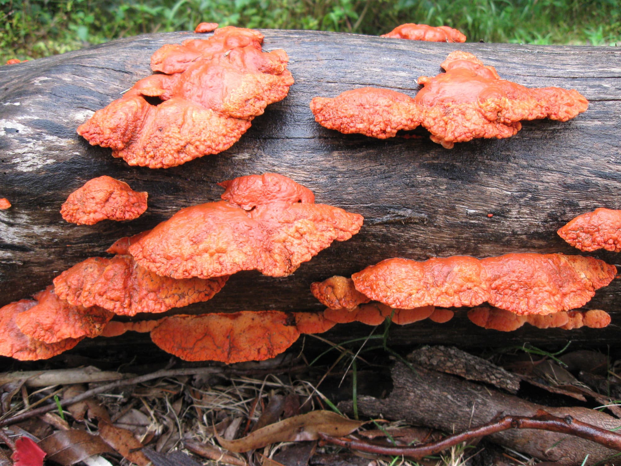 The Scarlets Bracket Medicinal Mushroom | Vital Veda