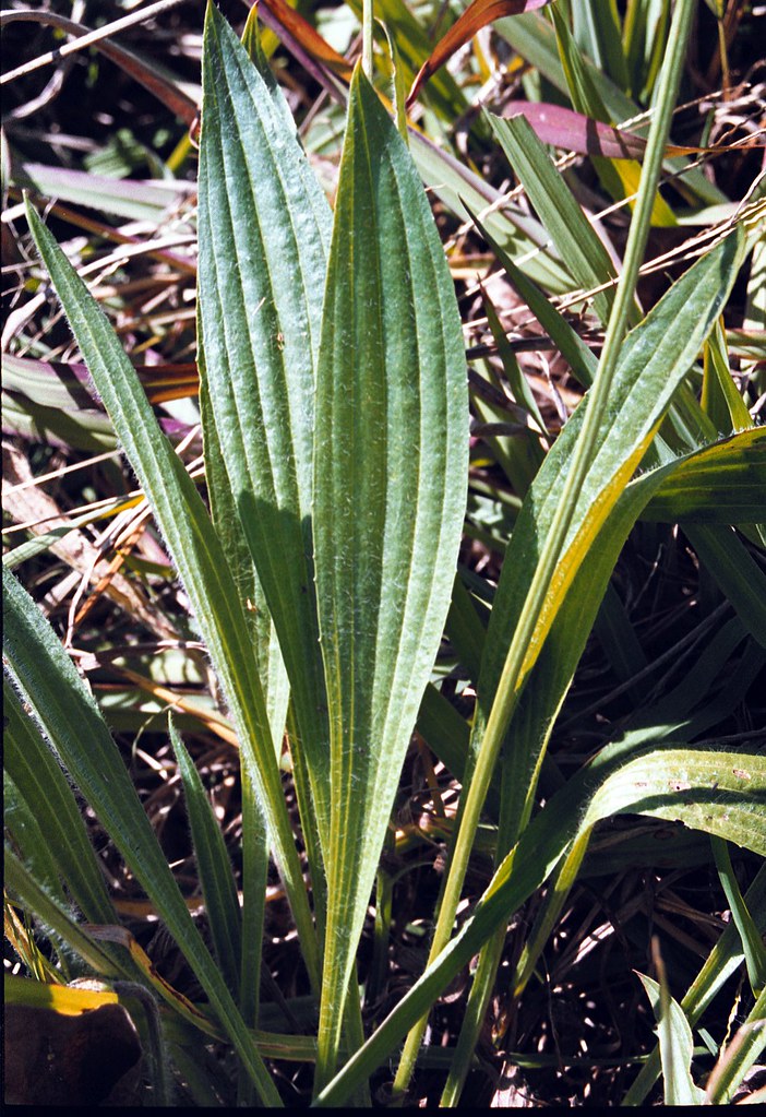 Plantago lanceolata (Ribwort Plantain): Uses, Remedies, Benefits ...