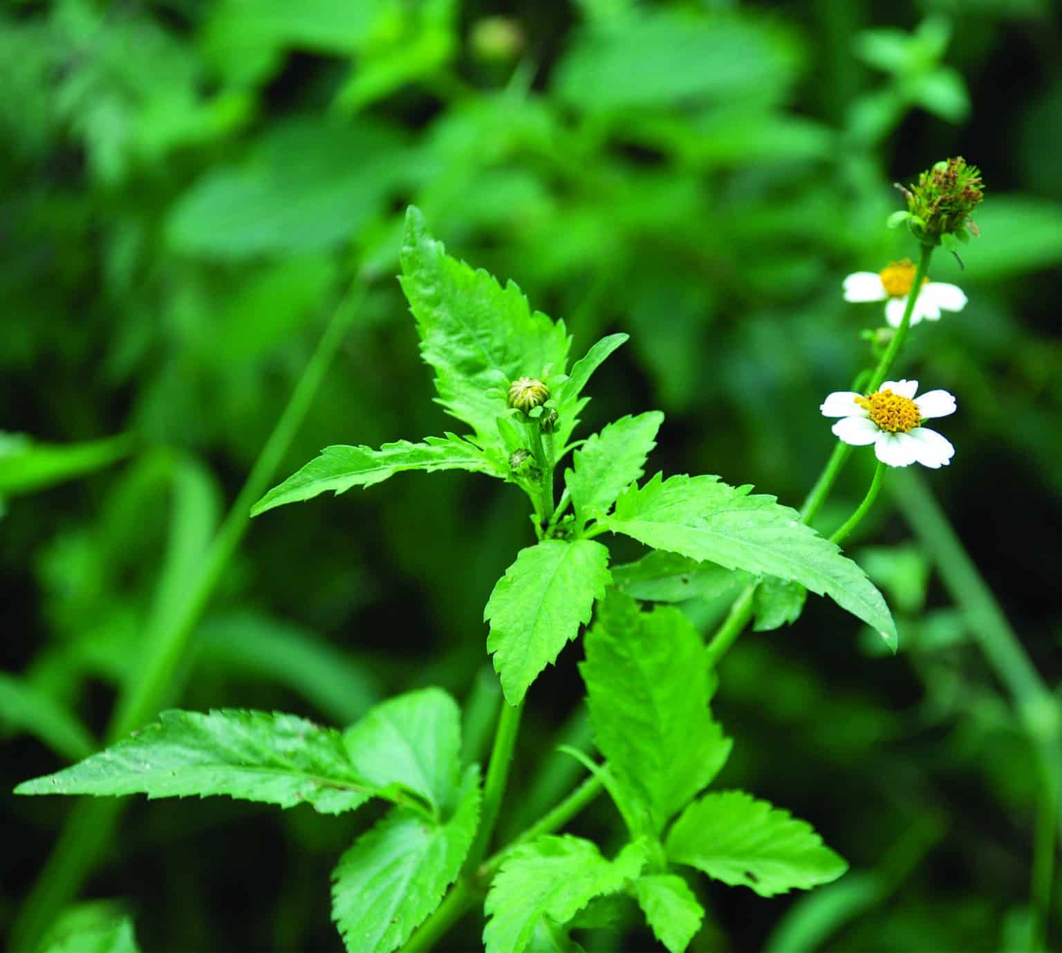 The Ayurvedic View on Bidens Pilosa: | Vital Veda